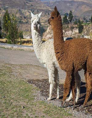 Parque de Las Leyendas