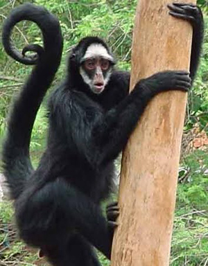 Parque de Las Leyendas