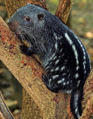 Parque de Las Leyendas