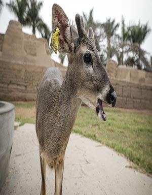 Parque de Las Leyendas