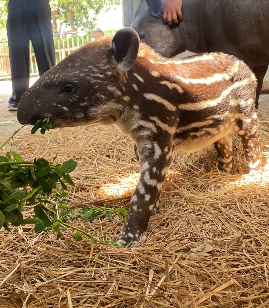 Parque de Las Leyendas