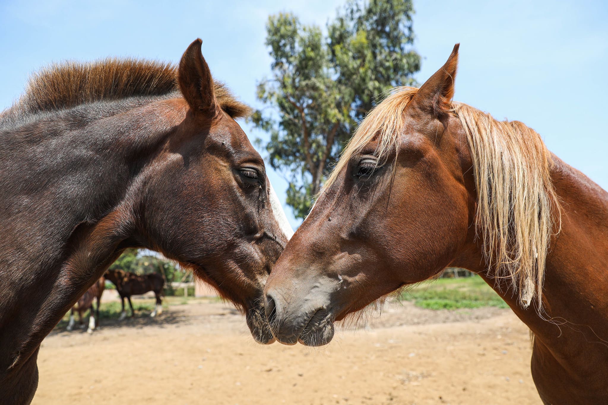 Parque de Las Leyendas